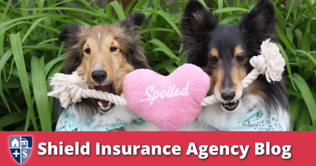 These Breeds Were Named ‘America’s Most Spoiled Dogs’ in a New Poll ...