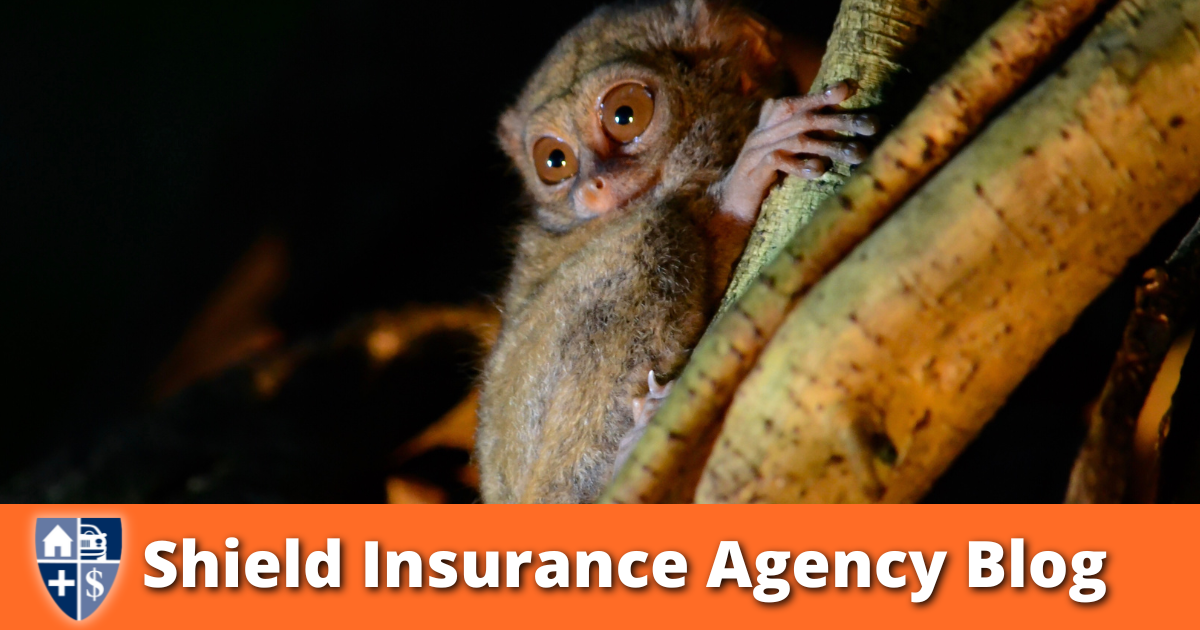 Birth of a Rare Sulawesi Monkey – One of the World’s Most Endangered ...