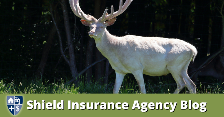 Nature’s Hidden Gem: Rare Albino Deer Captivates Tennessee Yard! - Blog ...