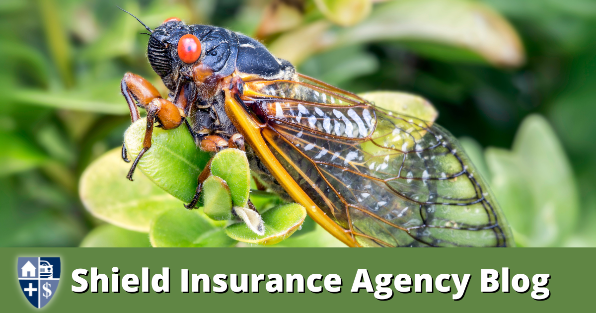 Cicadas Are Coming: Rare ‘Dual Emergence’ Could Awaken a Trillion Bugs ...