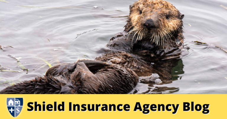 Sea Otter 841, From The Lens Of Photographer Who Made Her Famous - Blog ...